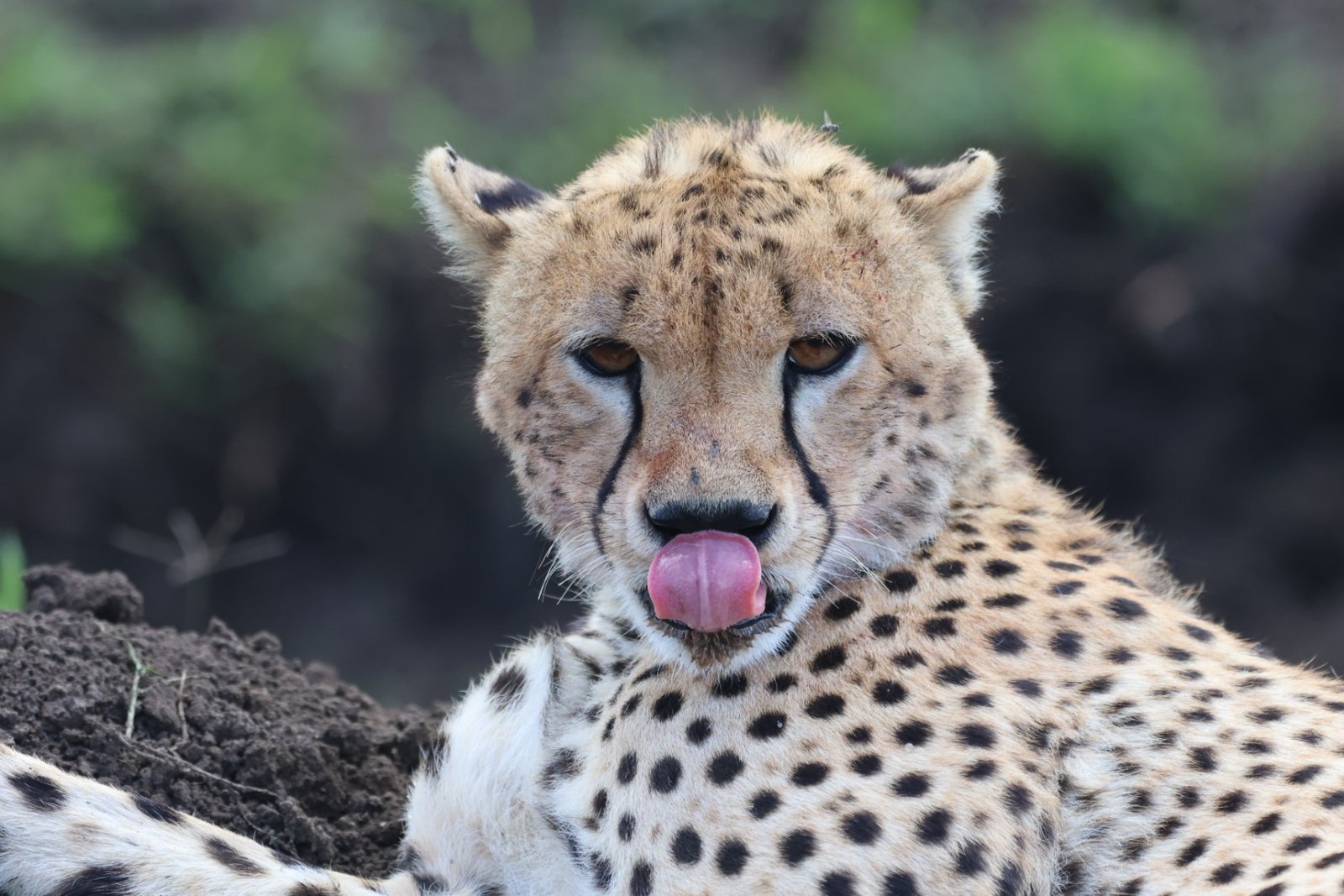 Mkuki Adventures Tours & Safaris | Experience Tanzania Safaris