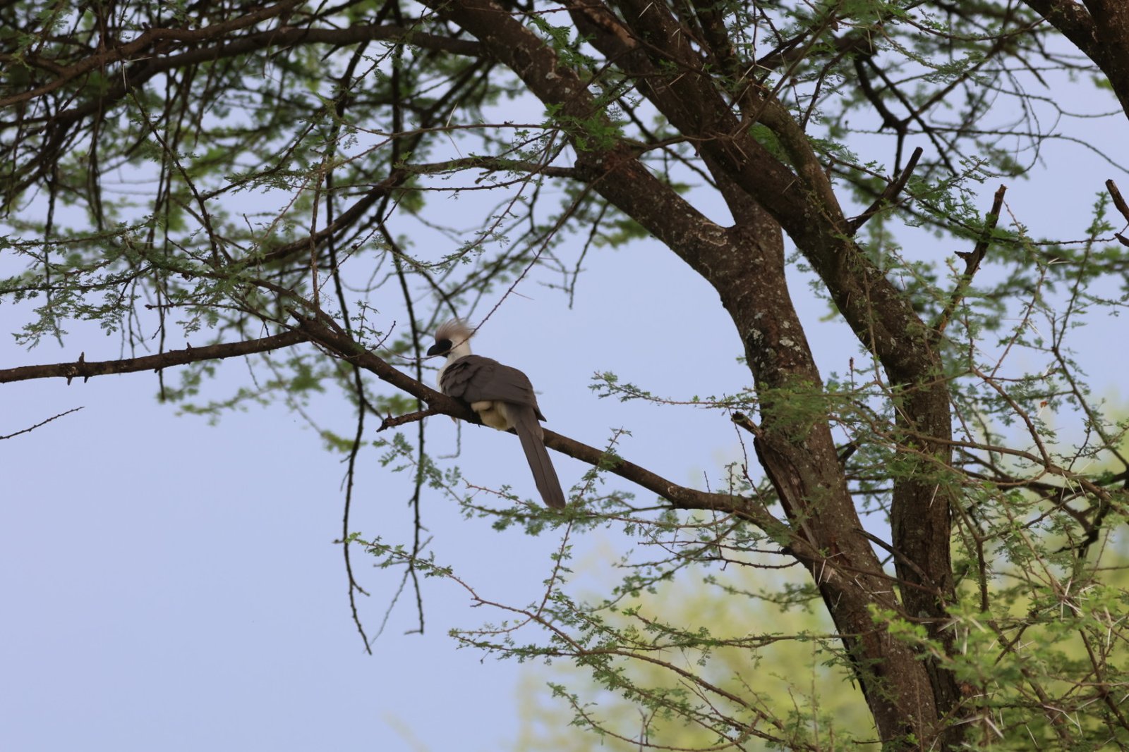 Mkuki Adventures Tours & Safaris | Experience Tanzania Safaris