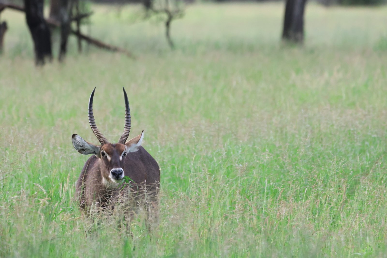 Mkuki Adventures Tours & Safaris | Experience Tanzania Safaris