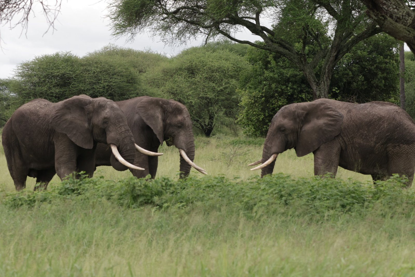 Mkuki Adventures Tours & Safaris | Experience Tanzania Safaris